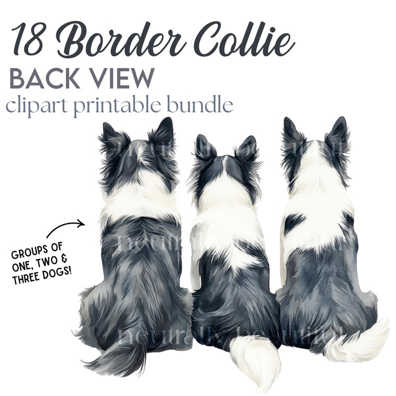 18 X Border Collie Clipart Bundle - High Quality JPG Watercolour ...