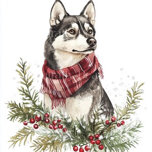 12 X Husky Dogs at Christmas Clipart Bundle - High Quality Jpgs Festive ...
