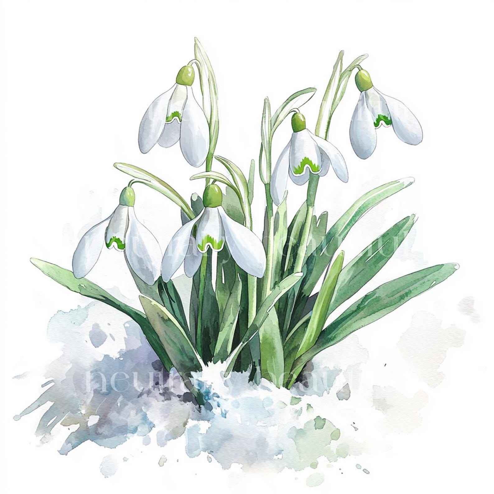 10 X Snowdrops Flowers Clipart Bundle - High Quality Jpgs - Snowdrops ...
