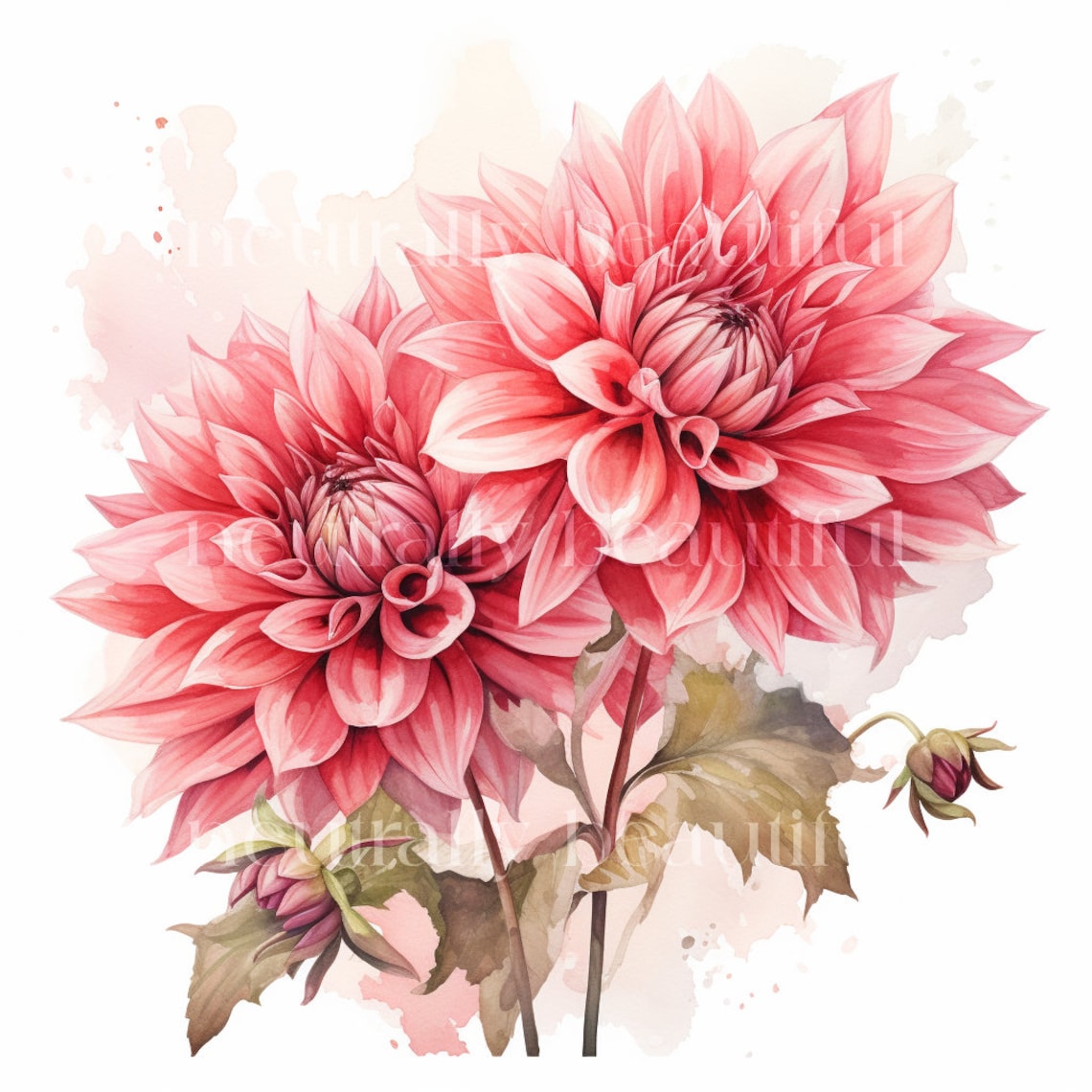 Dahlia Flowers Downloadable Clipart 16 High Quality Jpgs Downloadable ...