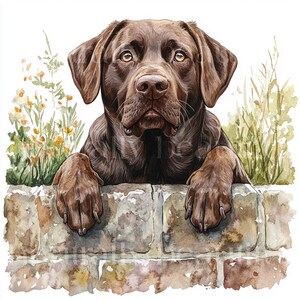 12 X Chocolate Labradors Clipart Bundle - High Quality Jpgs ...