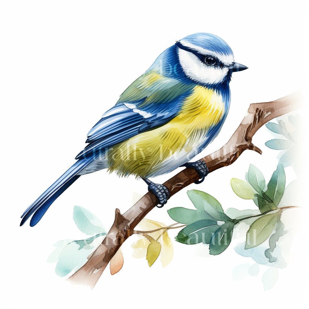 Garden Birds Clipart - 10 Blue Tit Birds, High Quality Downloadable ...