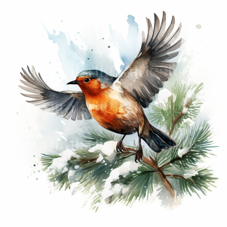 Snowy Winter Robin Watercolour Clipart - 10 High Quality Downloadable ...