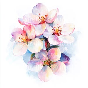 10 X Apple Blossom Clipart Bundle - High Quality Jpgs - Floral ...