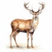 Individual Reindeer Clipart Images - 10 High Quality Downloadable Deer ...
