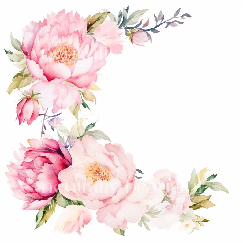 20 X Peonies Floral Borders & Edges Downloadable Clipart - Peony Floral ...