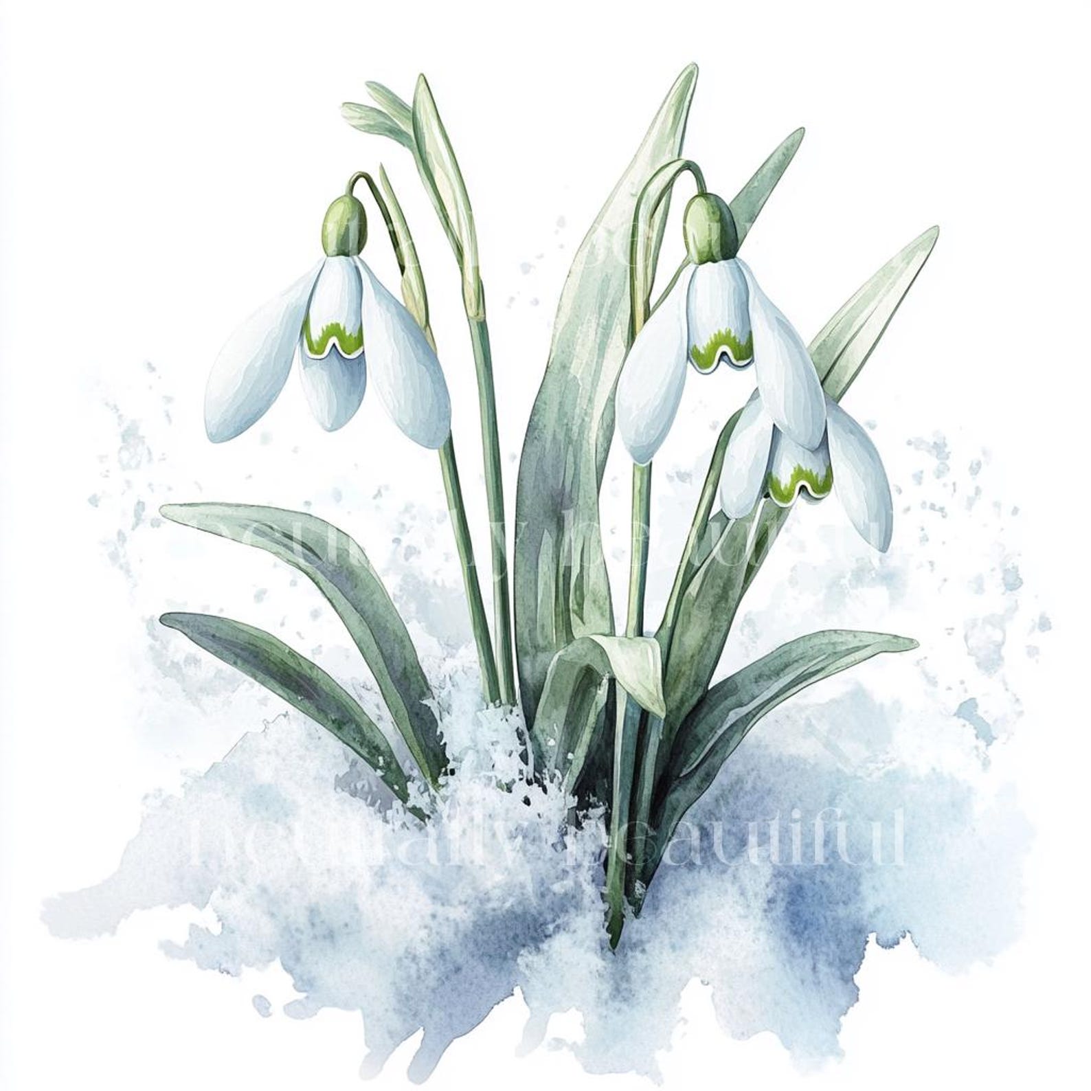 10 X Snowdrops Flowers Clipart Bundle - High Quality Jpgs - Snowdrops ...