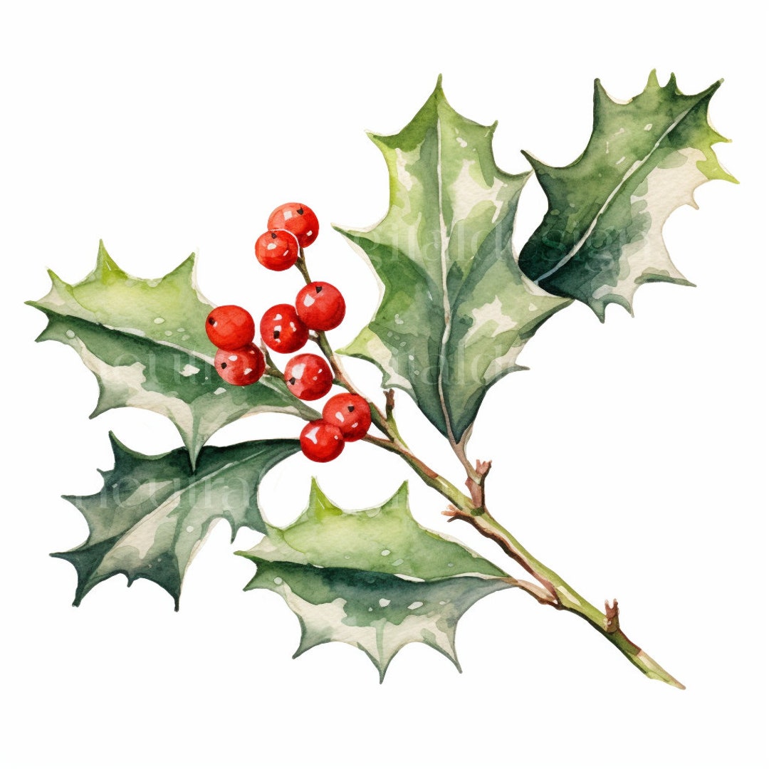 Christmas Holly Branches - 10 High Quality Downloadable Jpgs Clipart ...