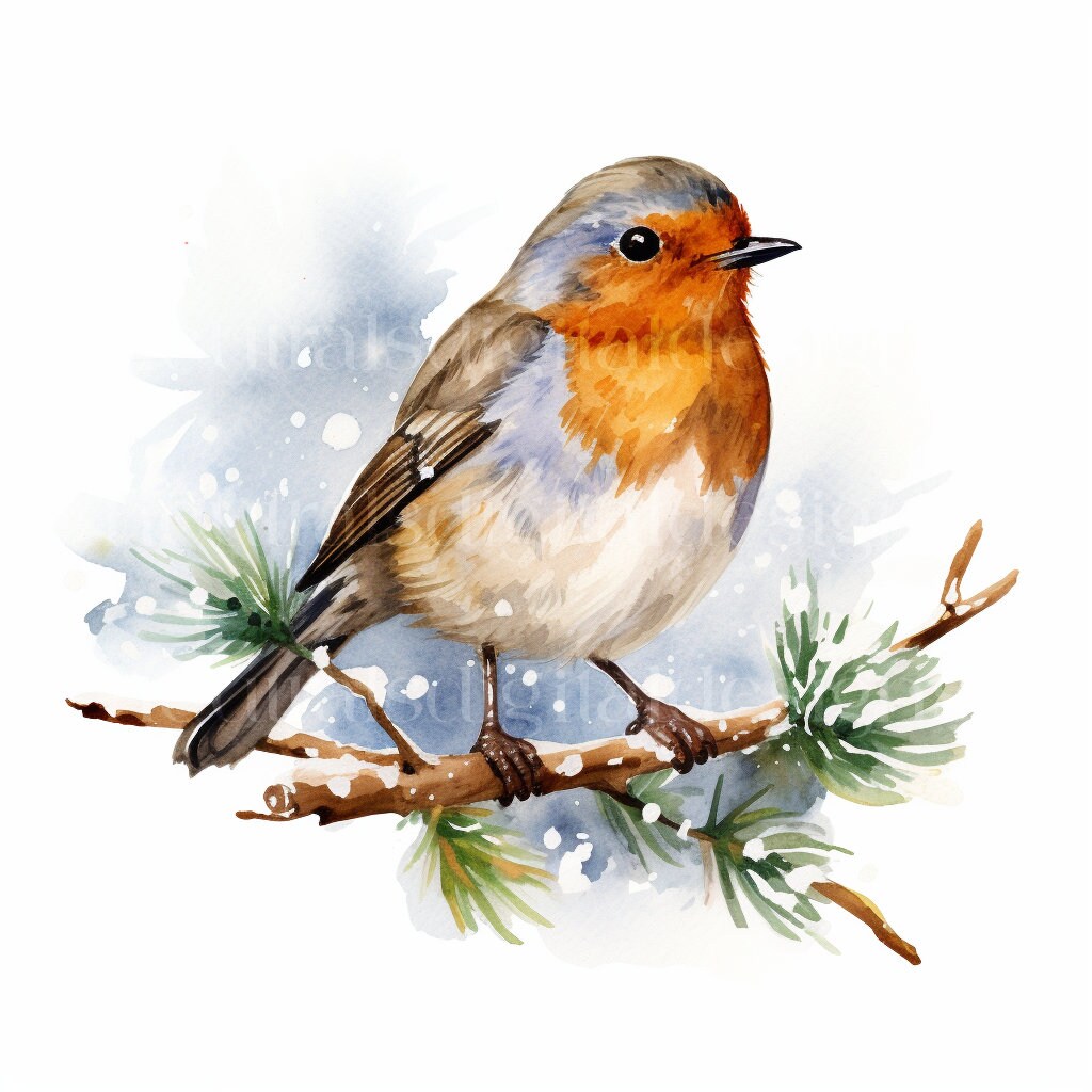 Snowy Winter Robin Watercolour Clipart - 10 High Quality Downloadable ...