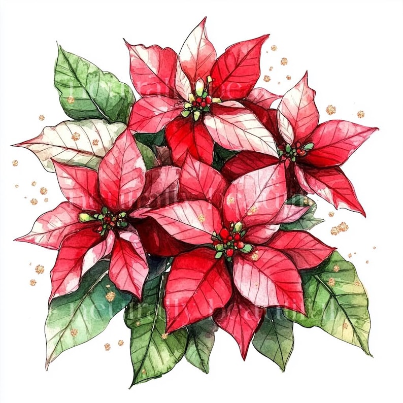 10 X Christmas Poinsettia Clipart - High Quality Jpgs - Holidays ...