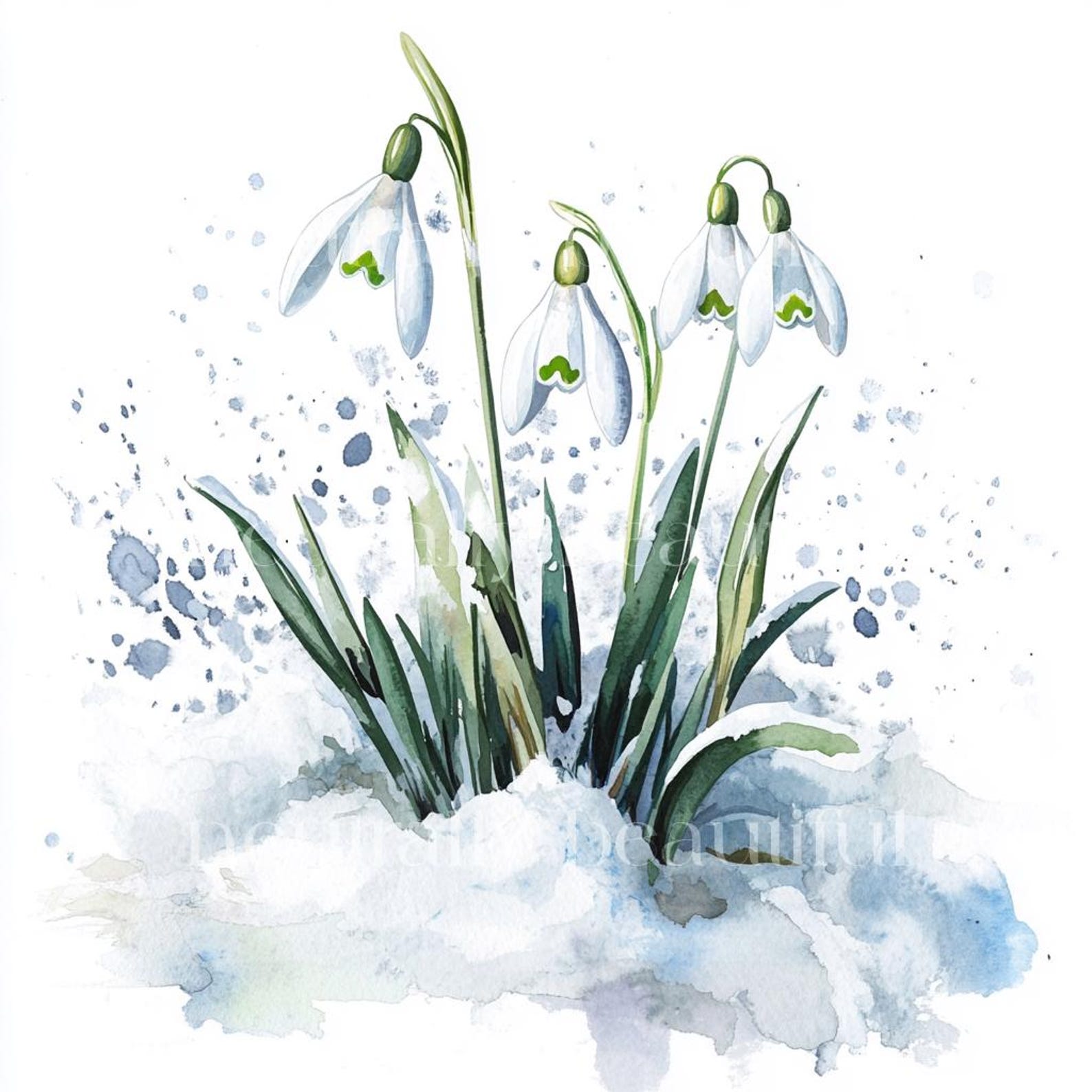 10 X Snowdrops Flowers Clipart Bundle - High Quality Jpgs - Snowdrops ...