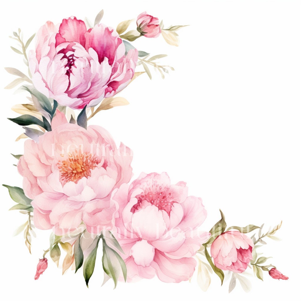 20 X Peonies Floral Borders & Edges Downloadable Clipart - Peony Floral ...