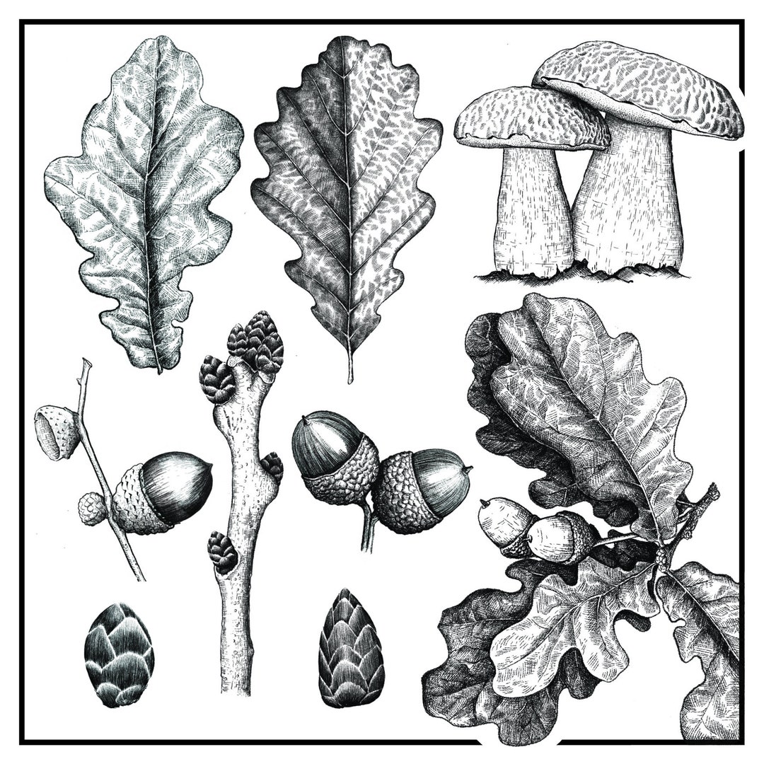 Four Botanical Illustration Greeting Cards, Tree Drawings Blank Set of ...