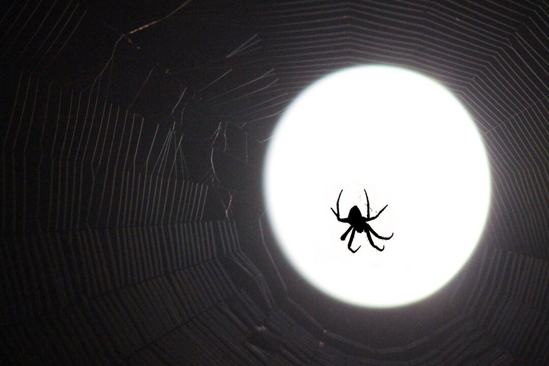 Full Moon Spider - Black and White Photo Print - Fine Art Photograph ...