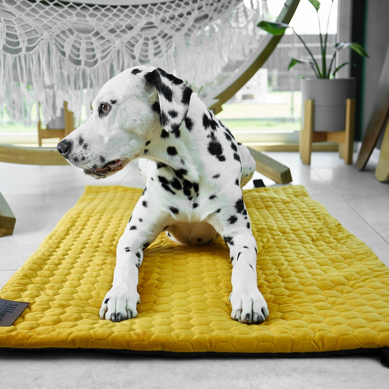 Portable Outdoor Dog Bed - Etsy