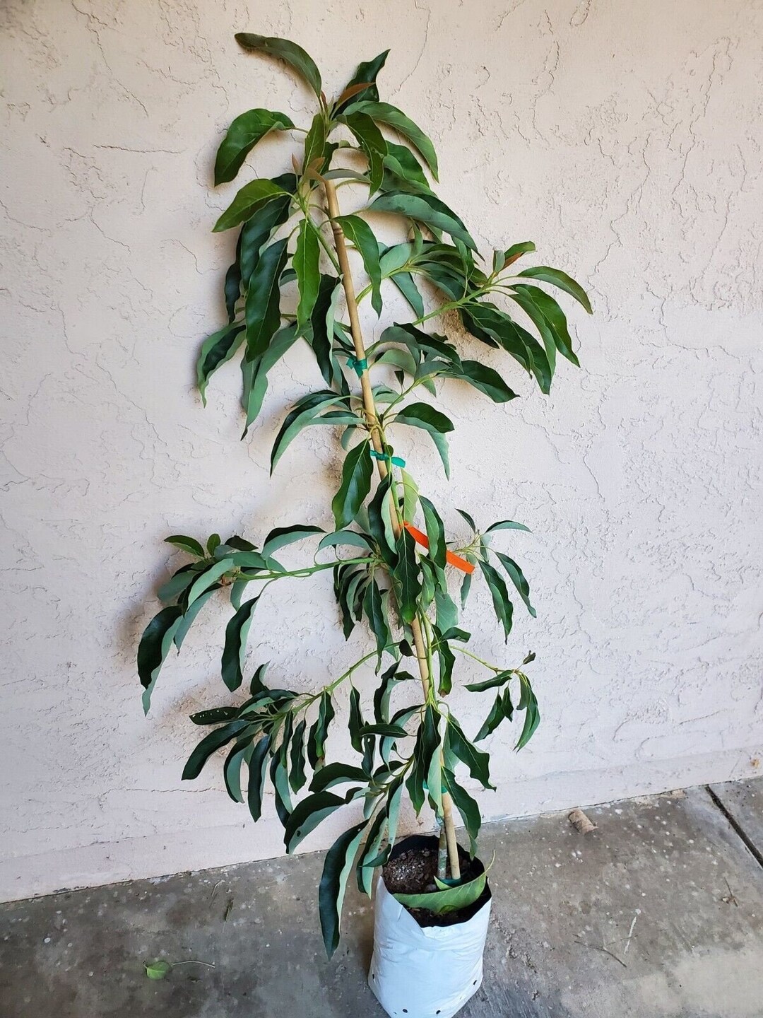 5 FEET TALL Grafted 'lamb Hass' Avocado Fruit Tree Large Semi-dwarf ...