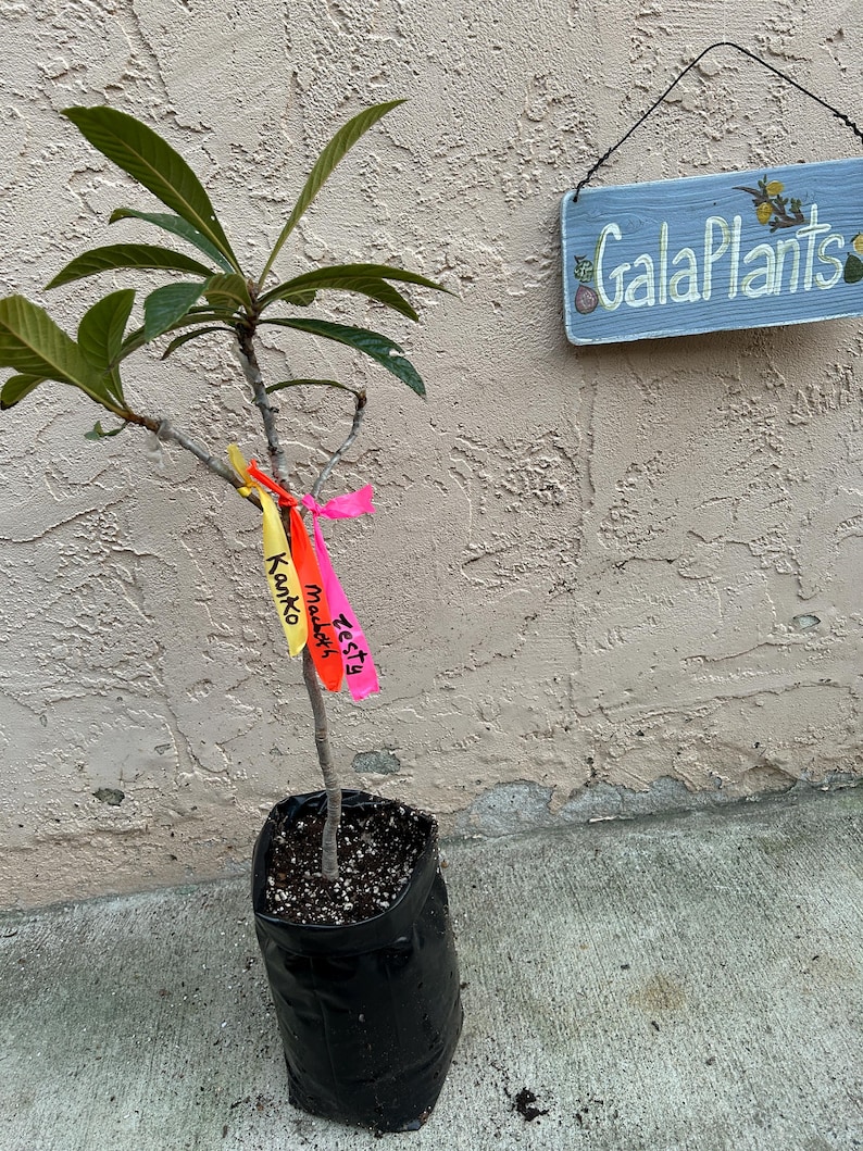 FRUITING Multi-variety Loquat Fruit Tree - 3 Varieties (kanko, Macbeth ...