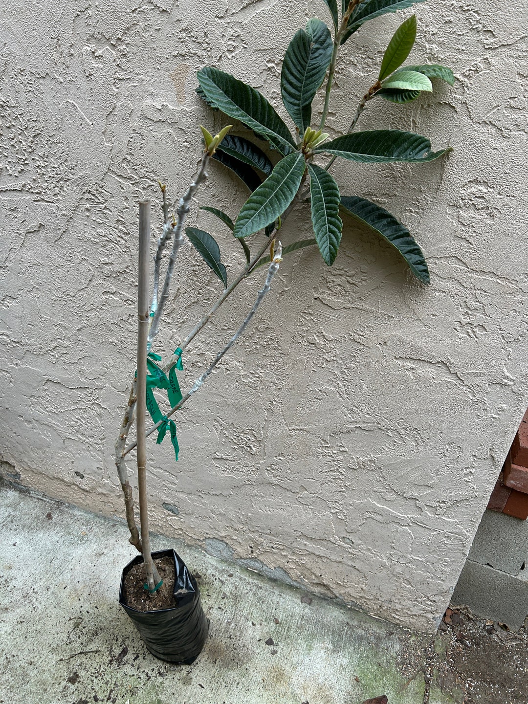 Multi-grafted 4 Loquat Fruit Tree Sherry, Gold Nugget, Macbeth, KT1 - Etsy