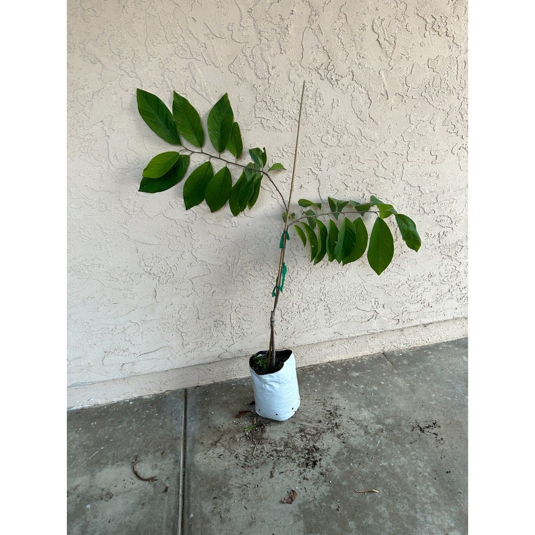 Lisa Atemoya Grafted Fruit Tree - Pink Flesh - One of the Best Tasting ...