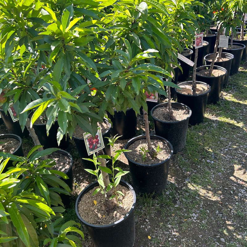 Ultra Dwarf Fruit Trees - Etsy