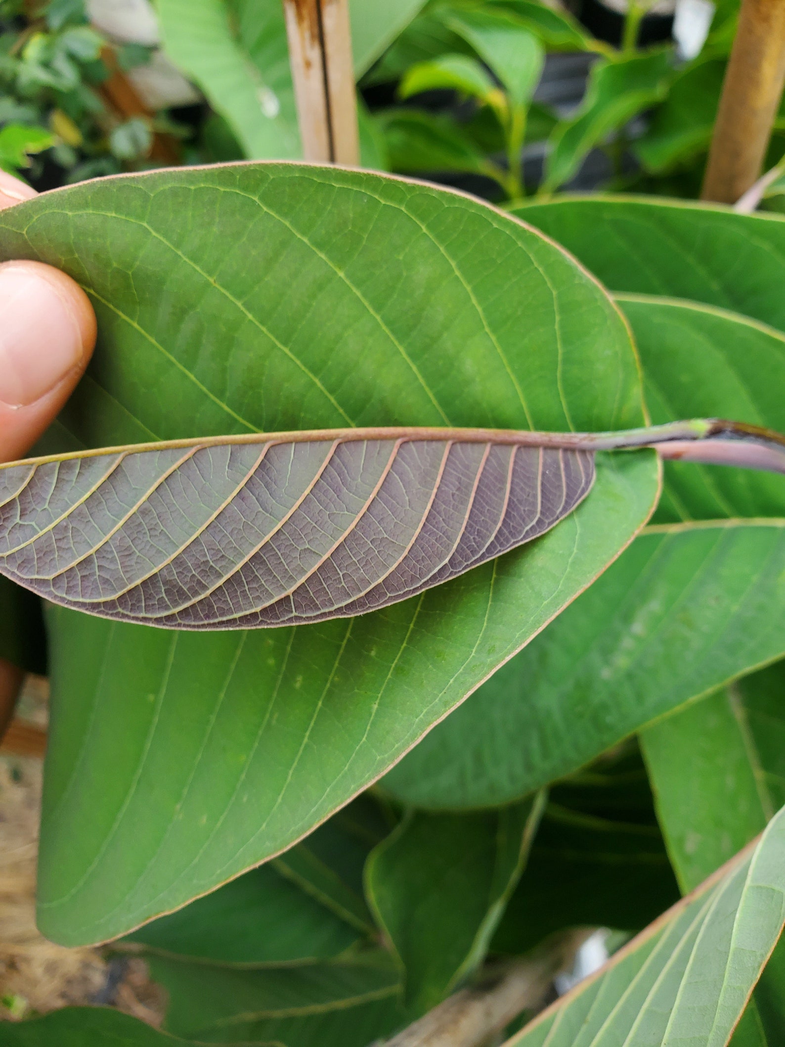 Very Rare Tall GRAFTED Purple Ilama Fruit Tree Relative of - Etsy