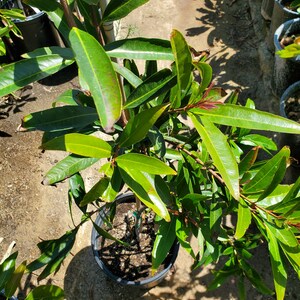 Rose Apple Tree - 3-4 Feet Tall - Crispy & Crunchy Refreshing Fruit - Etsy