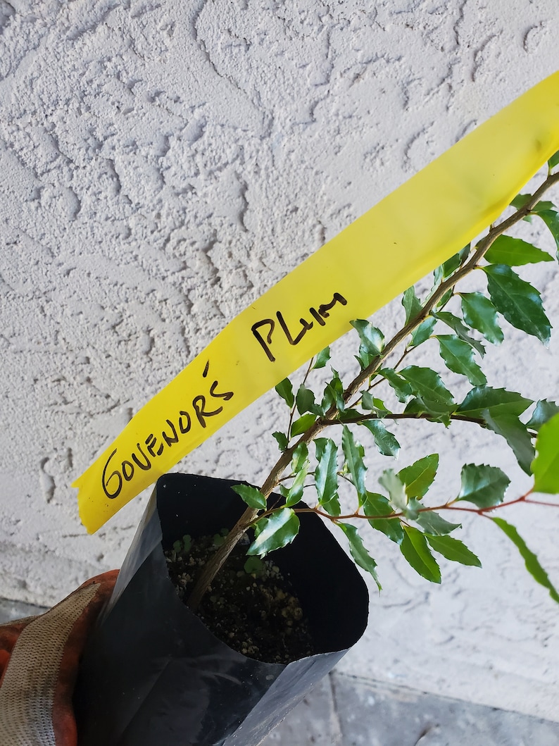 RARE Governor's Plum (flavourtia Indica) Live Fruit Tree - Native to ...
