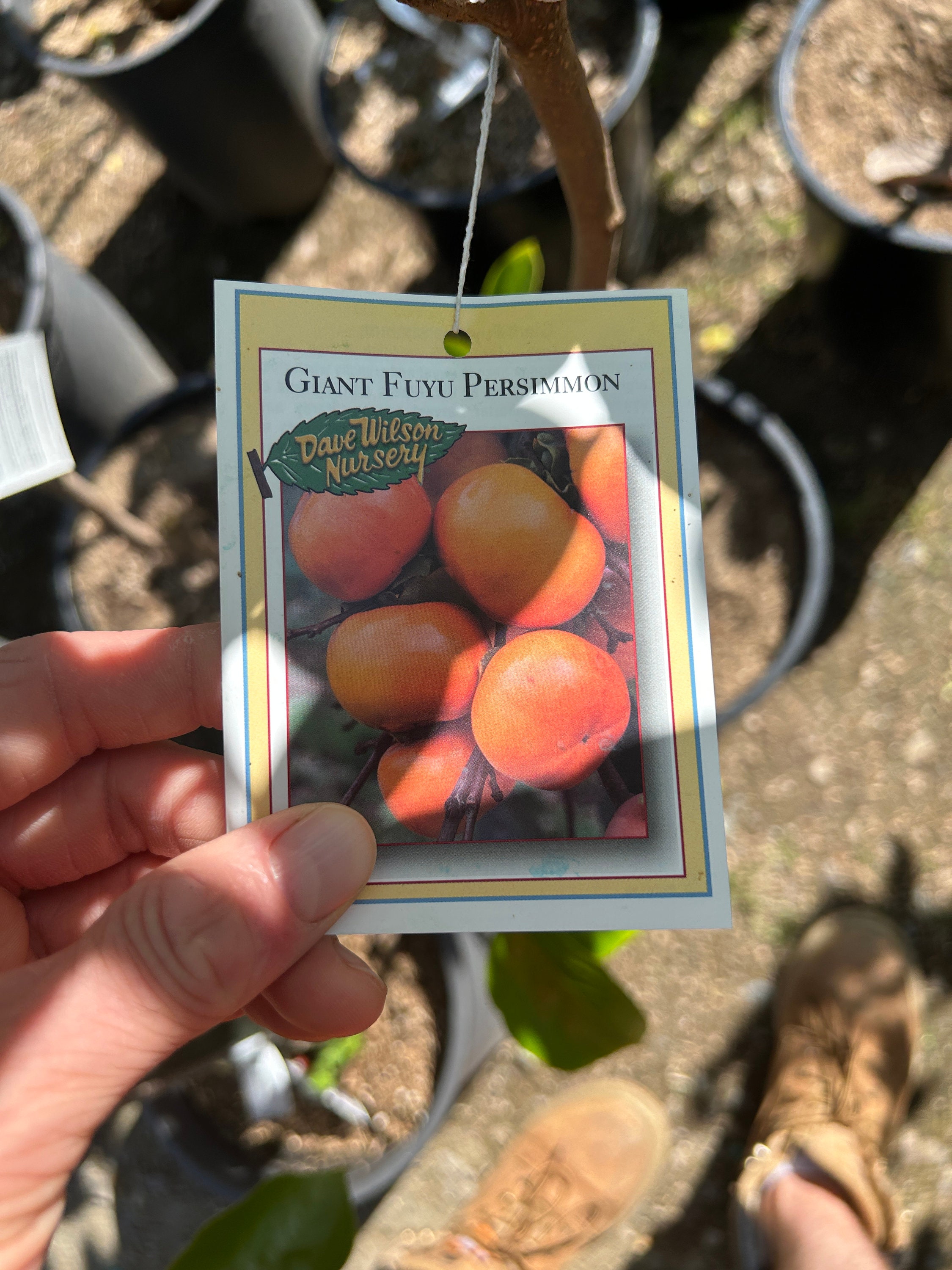 Tall Grafted 'giant Fuyu' Persimmon Tree - Fast Fruit Bearing - Rare ...