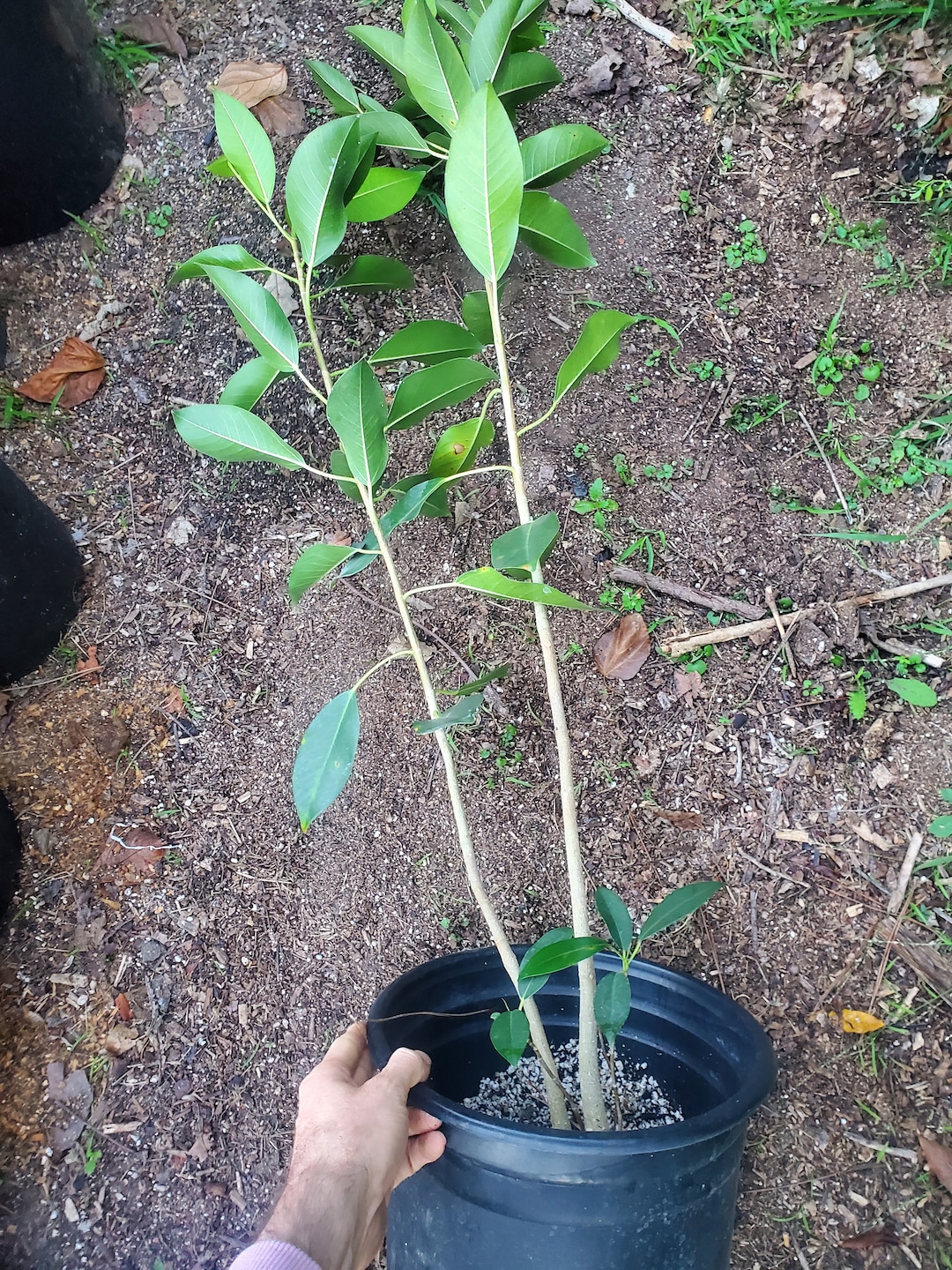 Rare Ficus Obliqua Large 3-4 Feet Tall Live Tree Plant Makes ...