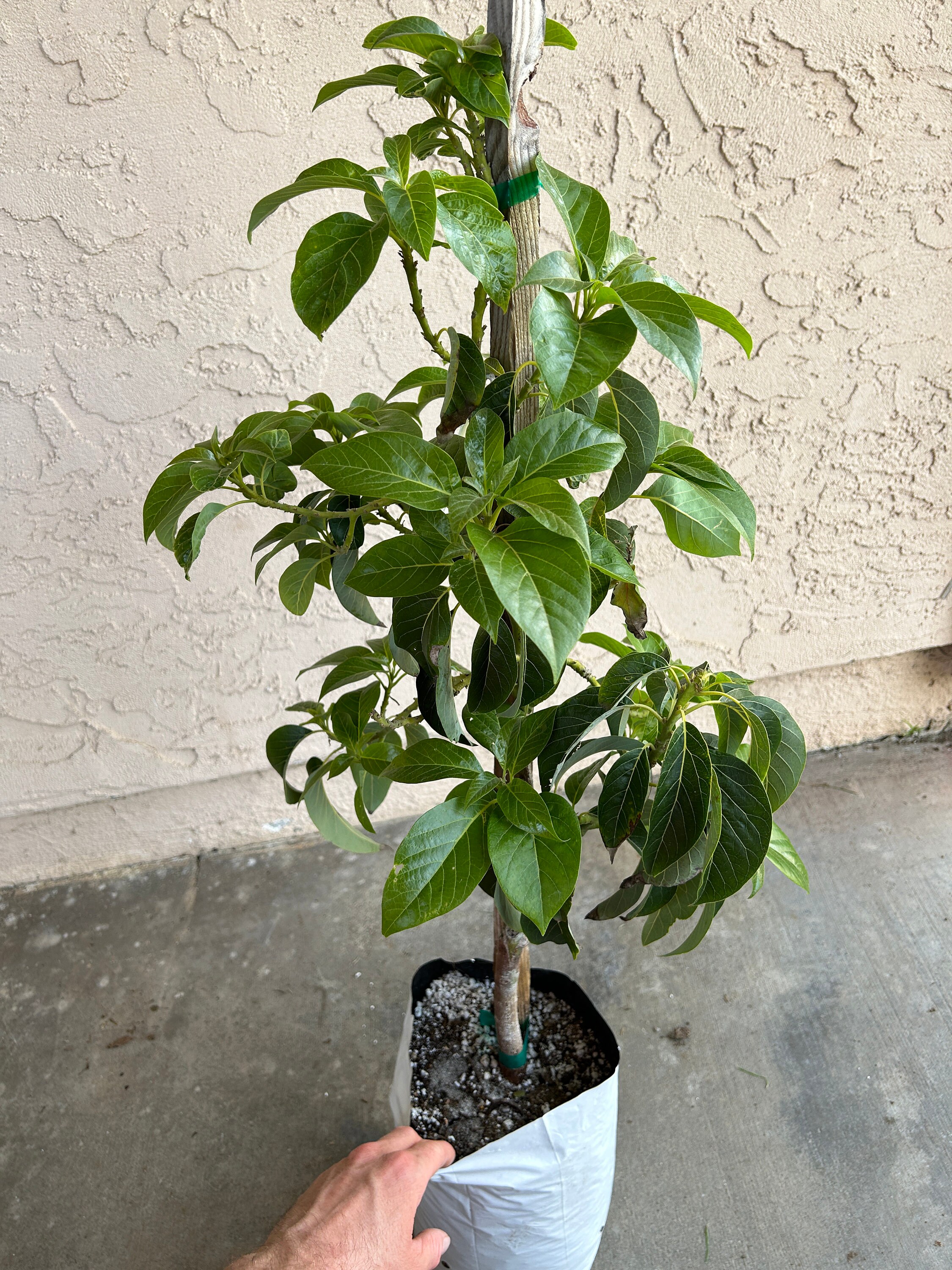 Dwarf Avocado Tree