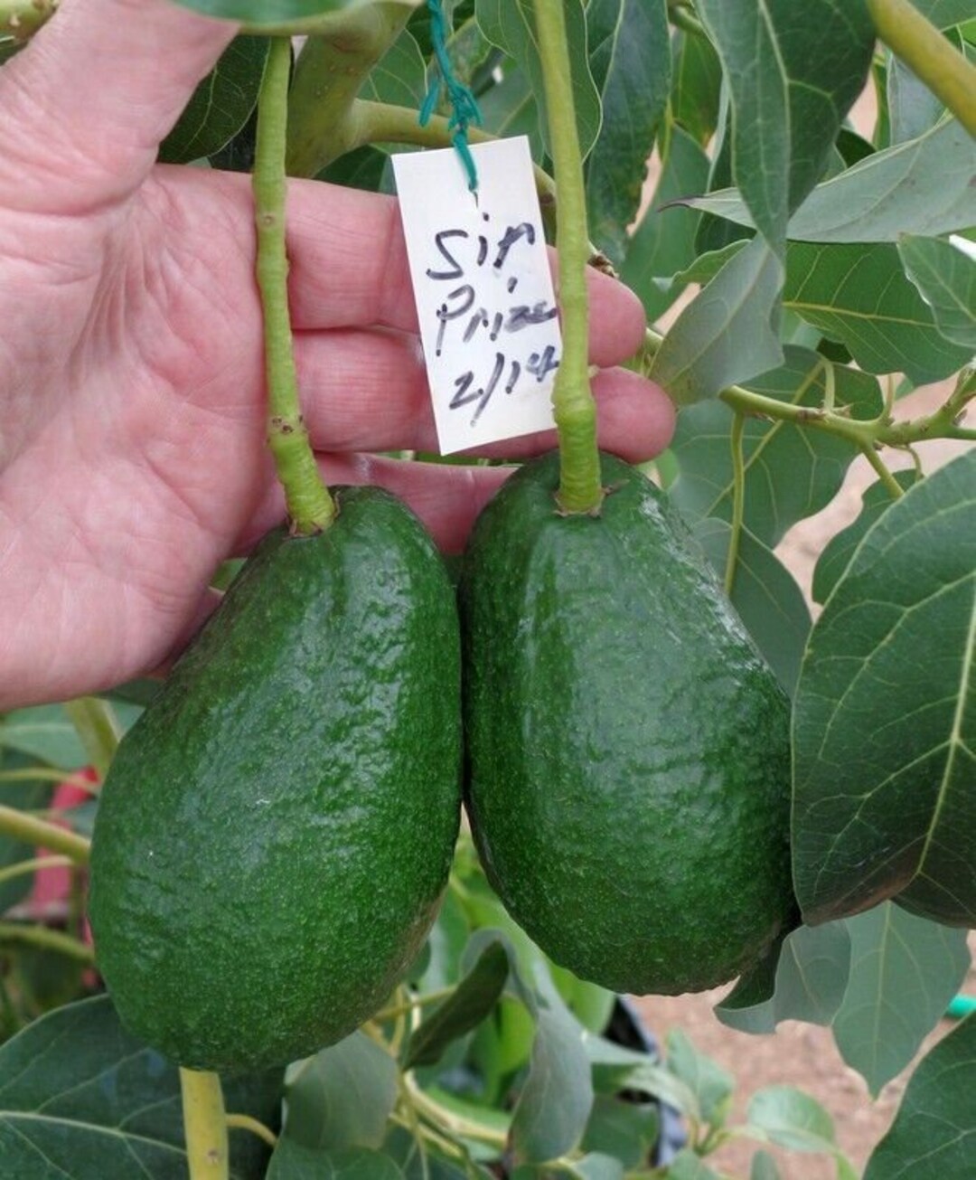 Grafted 'sir Prize' Avocado Fruit Tree 3-4 Feet Tall - Very Good B-type ...