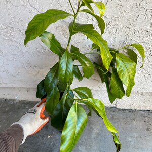 Black Sapote Tree 'chocolate Pudding Fruit' Exotic Fruit Tree Trees Are ...