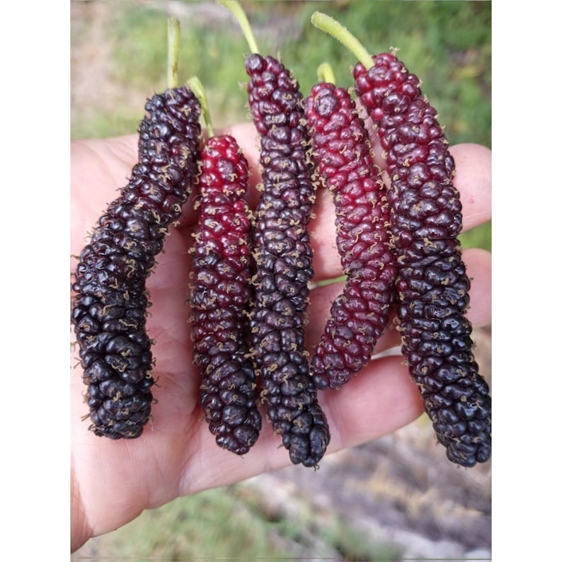 Very Large Pakistan Mulberry Fruit Tree Thick Trunk, 4 Fruits - Etsy