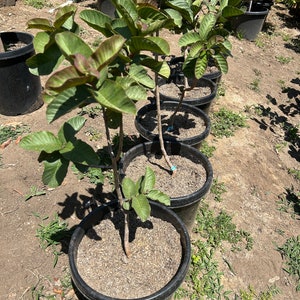 Rare 'seedless Taiwanese Ruby' Guava Airlayered Fruit Tree Delicious ...