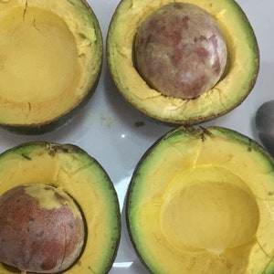 5 Feet RARE 'nabal' Avocado Tree - Unique Smoky Flavor - Parent of Reed ...