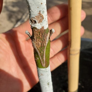 Grafted 'queen' Avocado Tree BIGGEST Avocado HUGE 30 Oz Fruit Cold ...