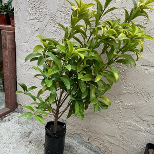 Chico Sapote Tree (3-4 Feet Tall) - Alano Mexican Sapodilla, Large ...