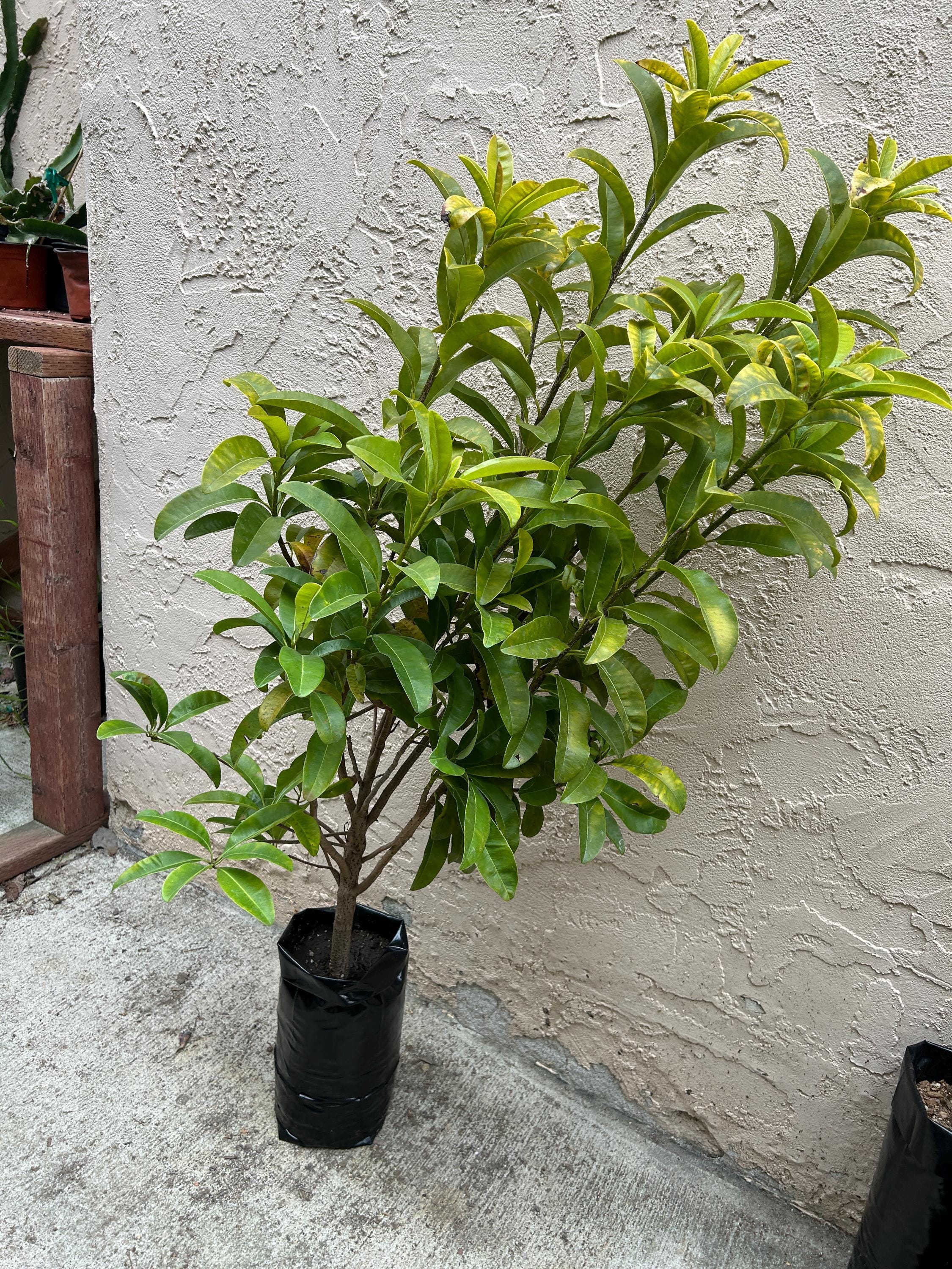 Chico Sapote Tree (3-4 Feet Tall) - Alano Mexican Sapodilla, Large ...