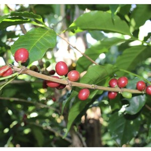 Fruiting 'obata Red' Coffee Fruit Tree (3-4 Feet Tall) - Exceptional ...