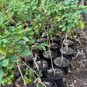 Fruiting 'obata Red' Coffee Fruit Tree (3-4 Feet Tall) - Exceptional ...