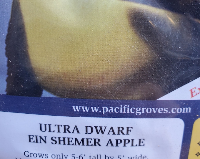 Grafted 'ultra Dwarf Ein Shemer Apple' Apple Fruit Tree 2-3 Feet Tall ...