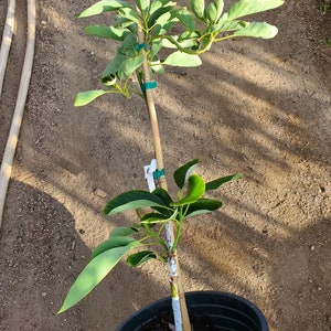 Grafted 'queen' Avocado Tree BIGGEST Avocado HUGE 30 Oz Fruit Cold ...