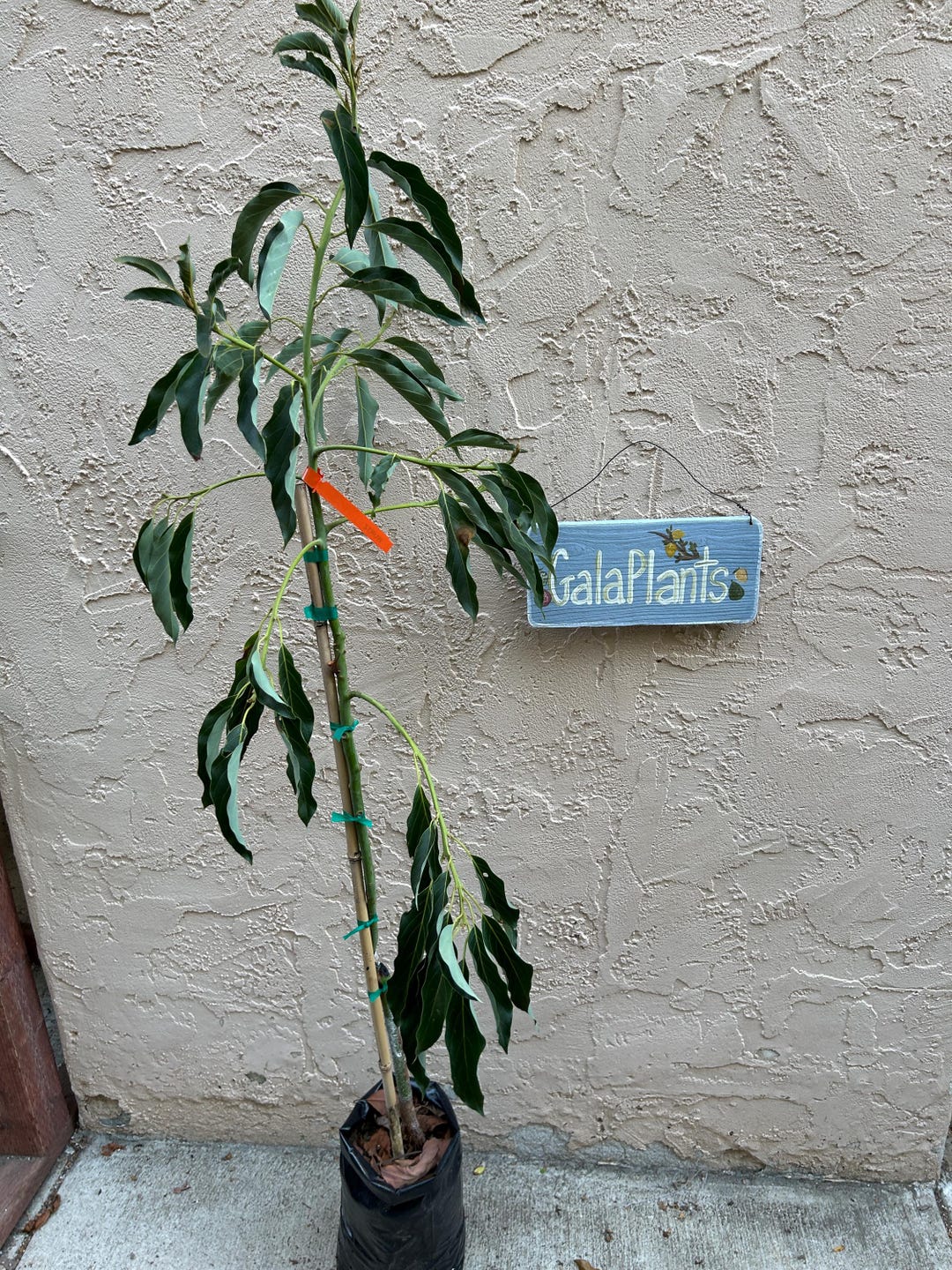 Dwarf Grafted 'little Cado' (wurtz) Tree (5+ Feet Tall) - True Dwarf ...