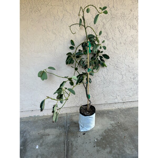 Dwarf Avocado Tree - Etsy