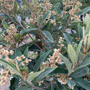 Huge FRUITING 'champagne' 5-6 Feet Tall GRAFTED Loquat Tree Super ...