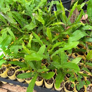 Macadamia Nut Tree - 'cate' Seedling (very Rich, Buttery Flavor) - Etsy