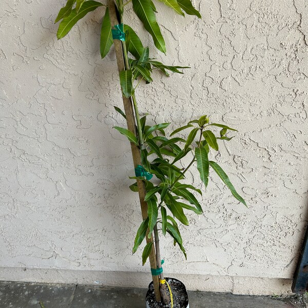 Grafting Mango - Etsy