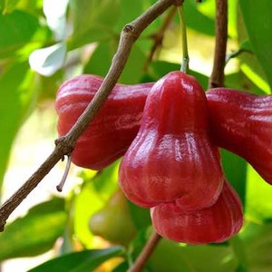 Rose Apple Tree 3-4 Feet Tall Crispy & Crunchy Refreshing - Etsy