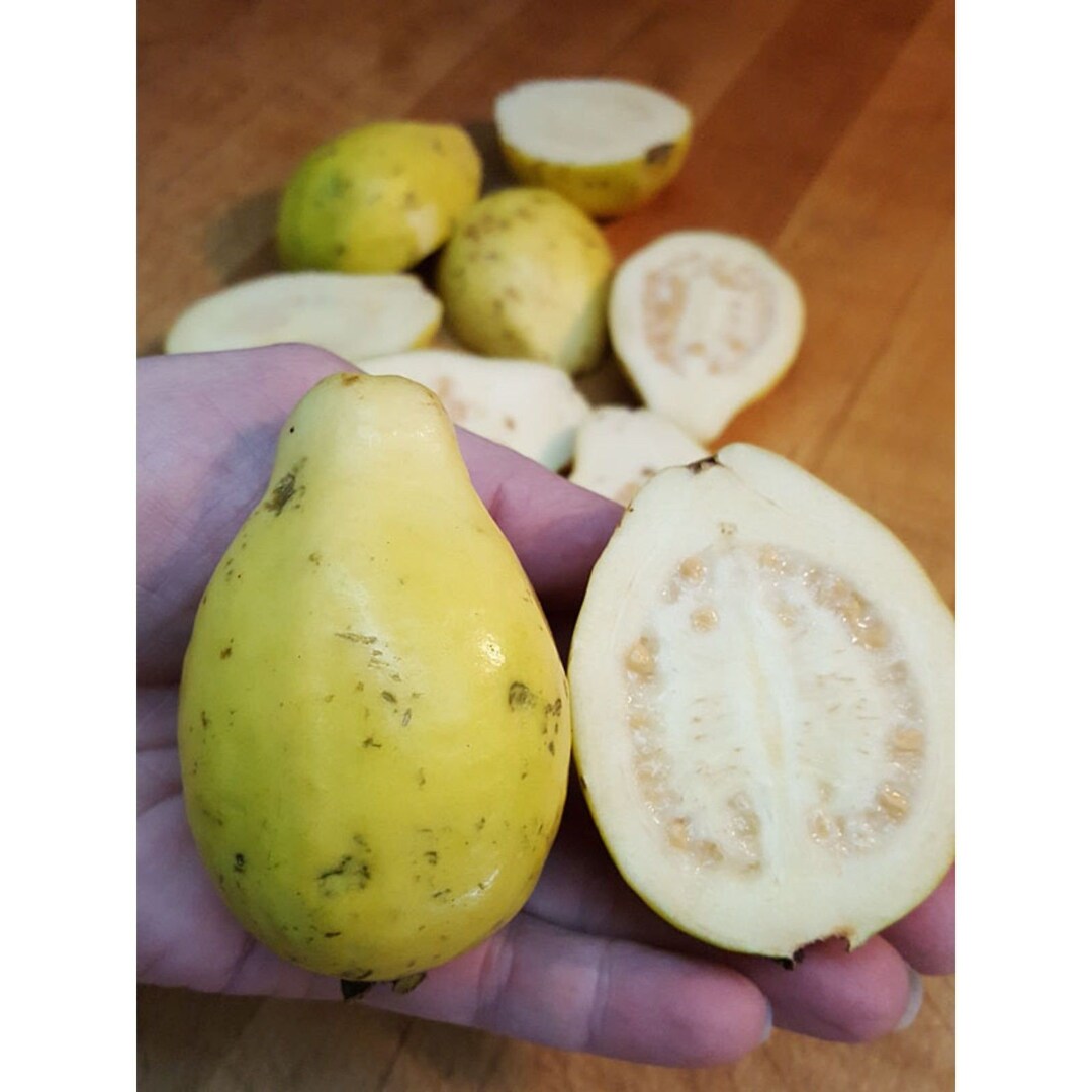 Mexican Tropical Yellow Guava - Sweet, Creamy White Fruits! - Etsy