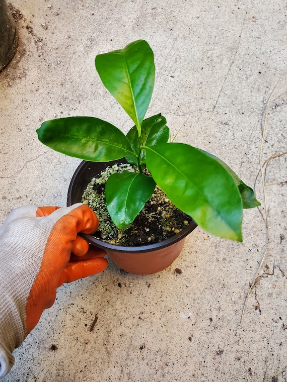 Zapote Tree Mamey Sapote Tree